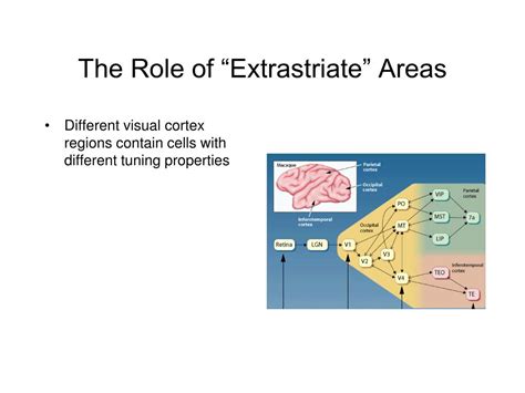 Ppt Visual Pathways Powerpoint Presentation Free Download Id1896973