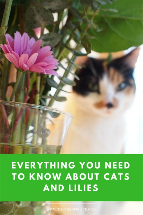 Lily Poisoning In Cats Everything You Need To Know About Cats And Lilies