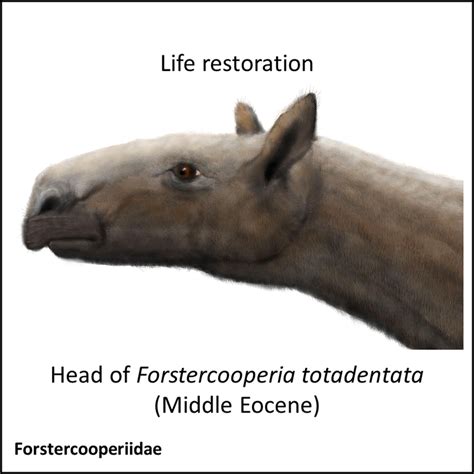 Rhinoceros Stem Group