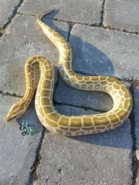 Kira Hypo Burmese Python Progression Thread