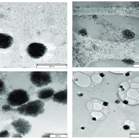 Scheme 1 Formulation Of The Transferosomes Download Scientific Diagram