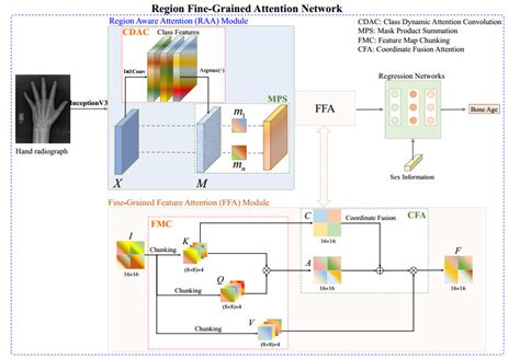 Region Fine Grained Attention Network For Accurate Bone Age Assessment