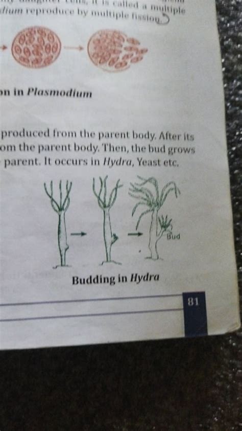 Lium Reproduren In Of Called A Muliple Lium Reproduce By Muliple Fission