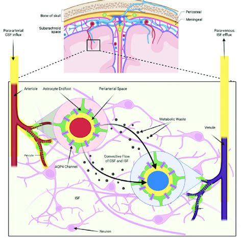 Overview Of The Circulation Of Csf And Isf Through The Glymphatic Download Scientific Diagram Overview Of The Circulation Of Csf And Isf Through The Glymphatic Download Scientific Diagram