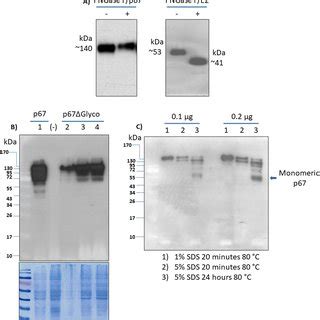 p67 analysis. A) Western immunoblotting of p67 secreted protein (~0.1 ...