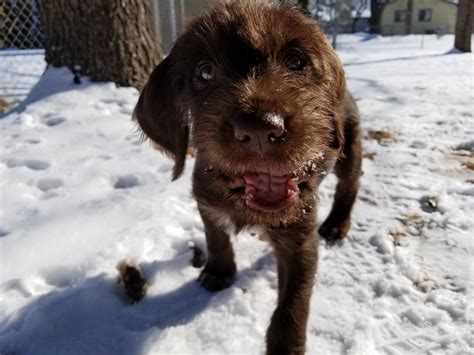 New Pudelpointer Puppy Hunting Dogs Hunting Dogs In Depth Outdoors New Pudelpointer Puppy Hunting Dogs Hunting Dogs In Depth Outdoors
