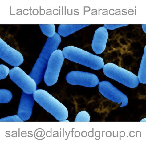 Buy Lactobacillus Paracasei Of Probiotics Used As Starter Culture And