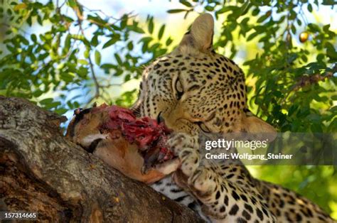 Leopards Eating Humans
