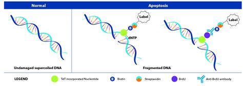 Dna Fragmentation In Apoptosis Detection And Tunel Assays Bio Techne