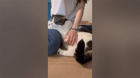 집사를 엄마로 생각하는 고양이 고양이일상 고양이영상 귀여운고양이 Youtube