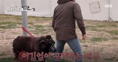 거대 맹견이 입마개 뚫고 다리 물자 강형욱이 보인 반응 포스트쉐어