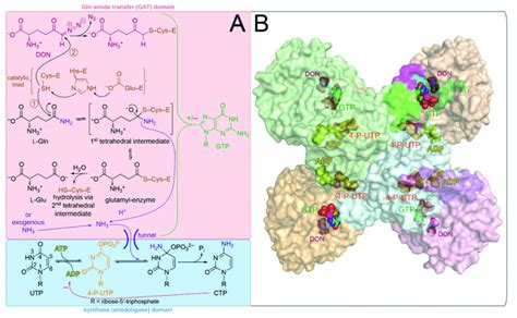 A Reactions Catalyzed By Ctp Synthase The Active Site Thiolate Download Scientific Diagram