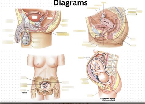 Lab 10 Reproductive Diagrams Diagram Quizlet