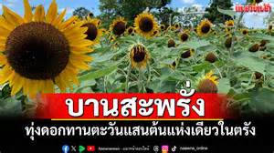 ข่าว Like สาระ บานสะพรั่ง ทุ่งดอกไม้แสนต้นแห่งเดียวในตรัง ชูไฮไลท์ทานตะวันสายพันธุ์ต่างประเทศ
