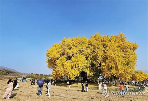 노랗게 물든 반계리 은행나무 연합뉴스