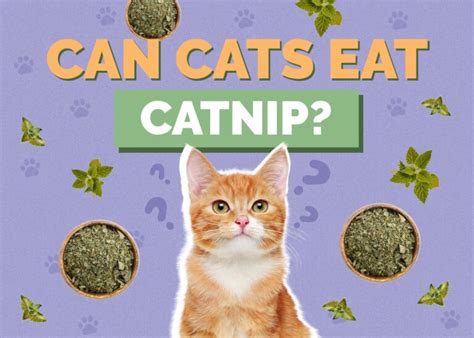 Can Cats Eat Catnip Vet Reviewed Facts Advice Hepper Pet Resources