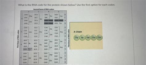 Solved What Is The Rna Code For The Protein Shown Below Use