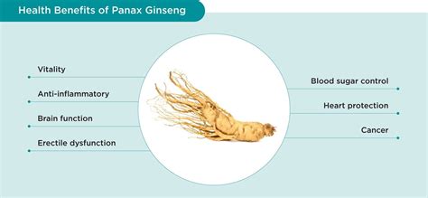 Ginseng Plant Benefits