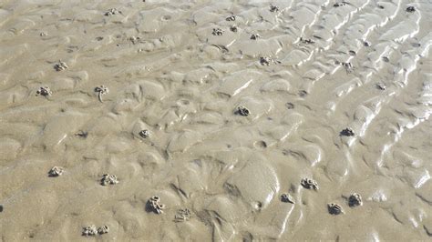 Citizen Scientists Sought To Study Worm S Sex Life Itv News Wales