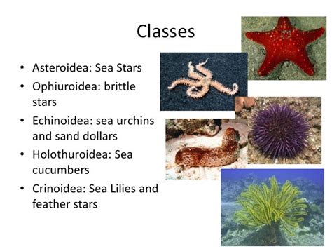 Echinodermata Classes
