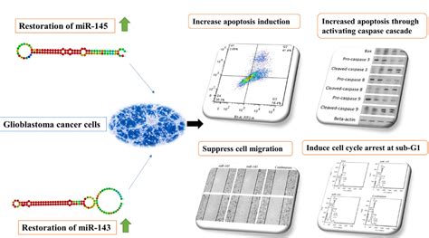 Cooperatively Inhibition Effect Of Mir 143 5p And Mir 145 5p In