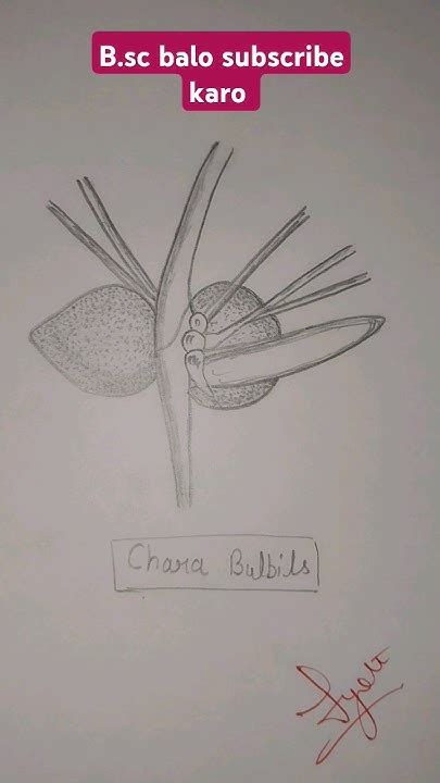 Chara Bulbils Bsc 1st Semester Diagram In Botany Please Like Share