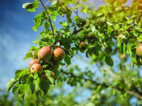 Are Pear Trees Self Pollinating Quick Answers LeafyJournal