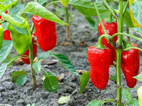 Capsicum Perennial Seeds Non Gmo Long Lasting And Tasty