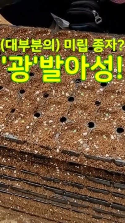 광발아성and암발아성 요약 설명 씨앗 파종 씨앗파종 광발아 암발아 종자 광발아성 암발아성 발아조건 Youtube