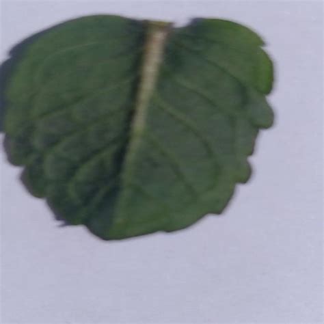 Deteccion De Objetos Object Detection Dataset By Proyecto Detector De Plantas