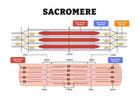 Understanding The Structure Of A Sarcomere 75340244 Vector Art At Vecteezy