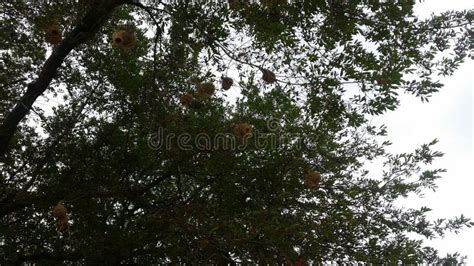 The Tree With Bird Nests Stock Image Image Of Treebird