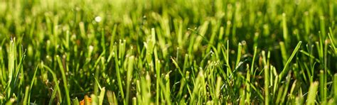 Gras Onderhouden Topgazon