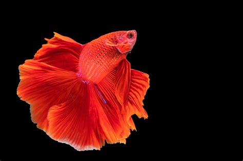 고립 된 검은 배경에 태국에서 물고기를 싸우는 하프문 베타 복사 공간이있는 붉은 샴 베타 물고기의 아름다운 움직이는 순간