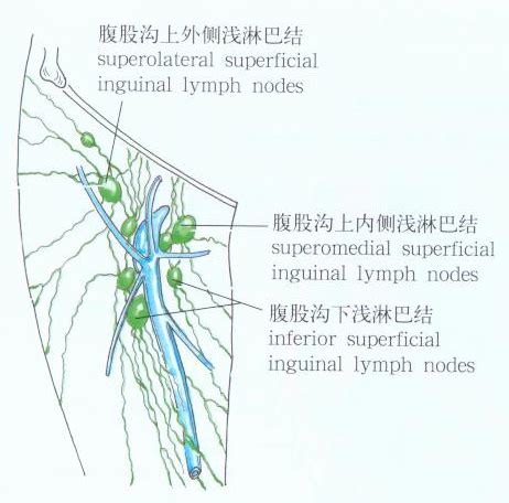 淋巴管淋巴结解剖示意图 人体解剖图 医学图库