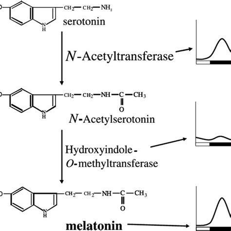 Melatonin Biosynthesis Pathway The Graphs On The Right Show Typical Download Scientific