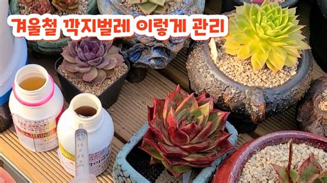 겨울에 깍지벌레 관리 키핑장 살균살충제 이렇게 방제했어요 Youtube