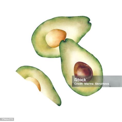 아보카도 과일은 과즙이 많고 잘 익습니다 흰색 배경에 수채화 그림입니다 건강한 식생활 비건 로고 템플릿 인쇄 0명에 대한 스톡 벡터 아트 및 기타 이미지 Istock