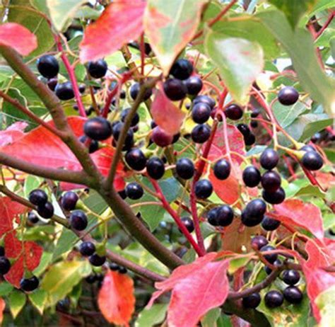 樟树子的功效与作用樟树子的副作用 药效 用法 图片 39药品通