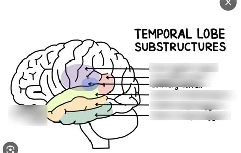 Temporal Lobe Diagram Quizlet
