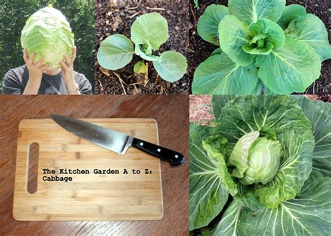 The Kitchen Garden A To Z Cabbage Counting My Chickenscounting My