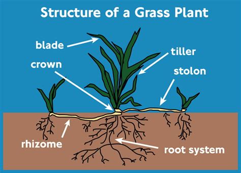 Asisbiz Photos Of Grasses