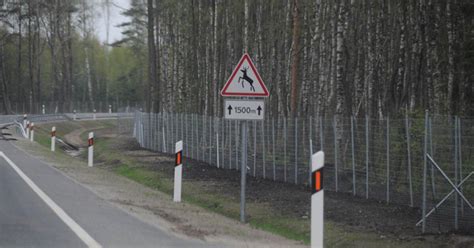 Laukiniai Gyvūnai Ket Nesilaiko