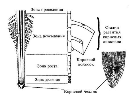 Корень строение корня типы корней презентация онлайн