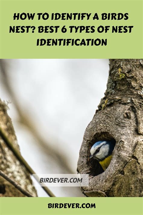 How To Identify A Birds Nest Best 6 Types Of Nest Identification Bird Nest Birds Bird Species