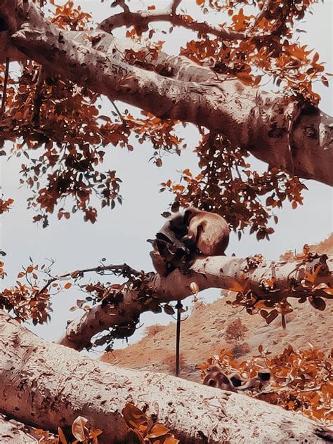 Shubham Chavan Fotografía