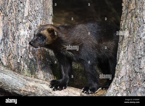A Wolverine Passes Between Two Tree Trunks The Side View Shows The Front Body And The Large