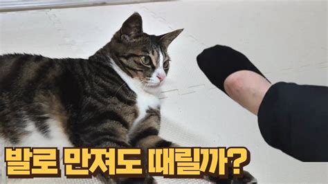 큰언니가 만지면 때리는 고양이 손 말고 발로 만지면 어떻게 될까 Youtube