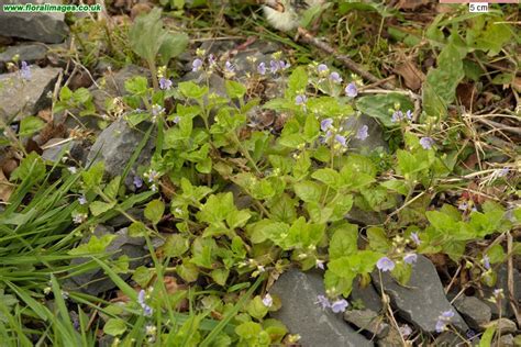 Veronica Officinalis Picture 7 Of 17