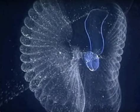 a 100 year old mystery blob solved deep sea news